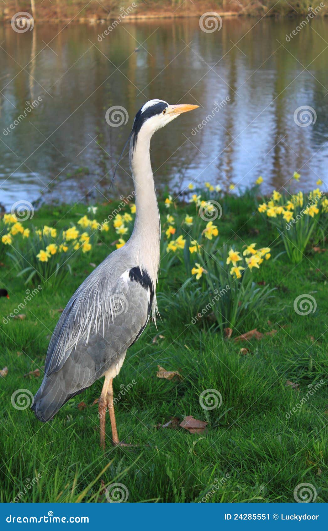 Grey Heron stock image. Image of kingdom, grass, britain - 24285551