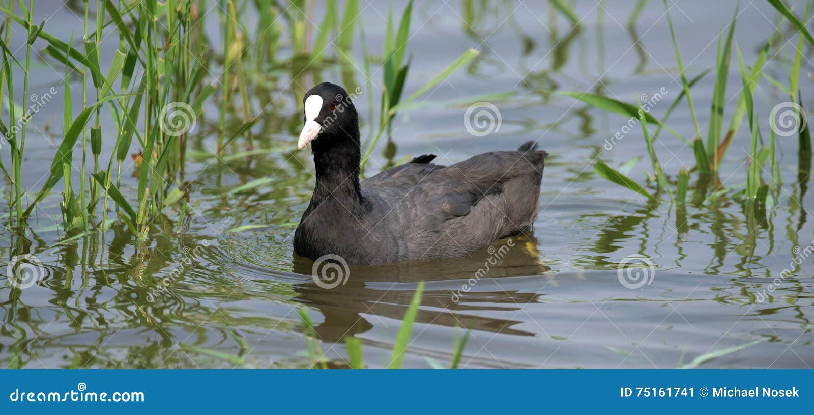 Grebe Bird in the River Labe Stock Image - Image of grebe, labe: 75161741