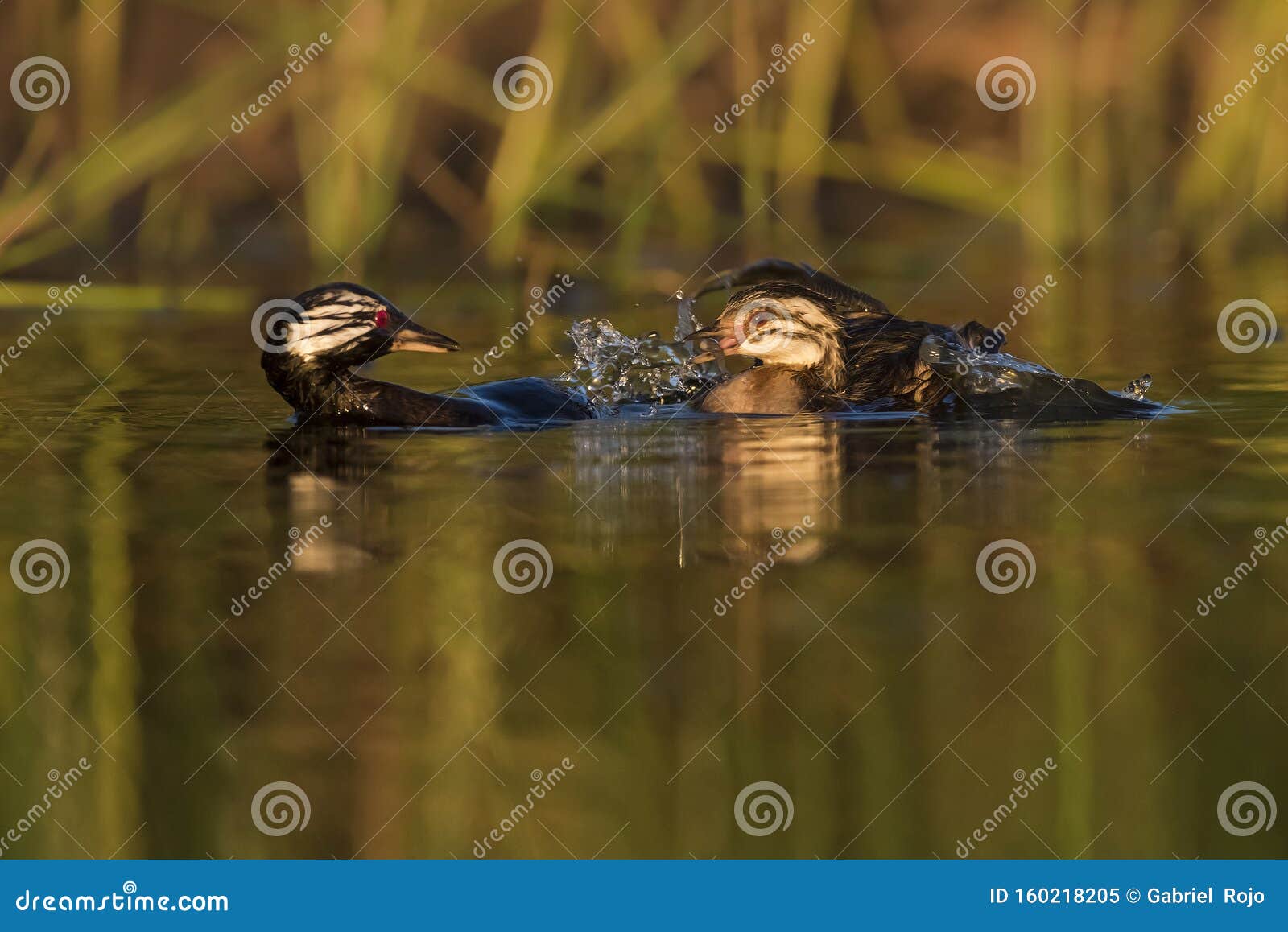 Grebe and chick stock image. Image of occipitalis, podiceps - 160218205