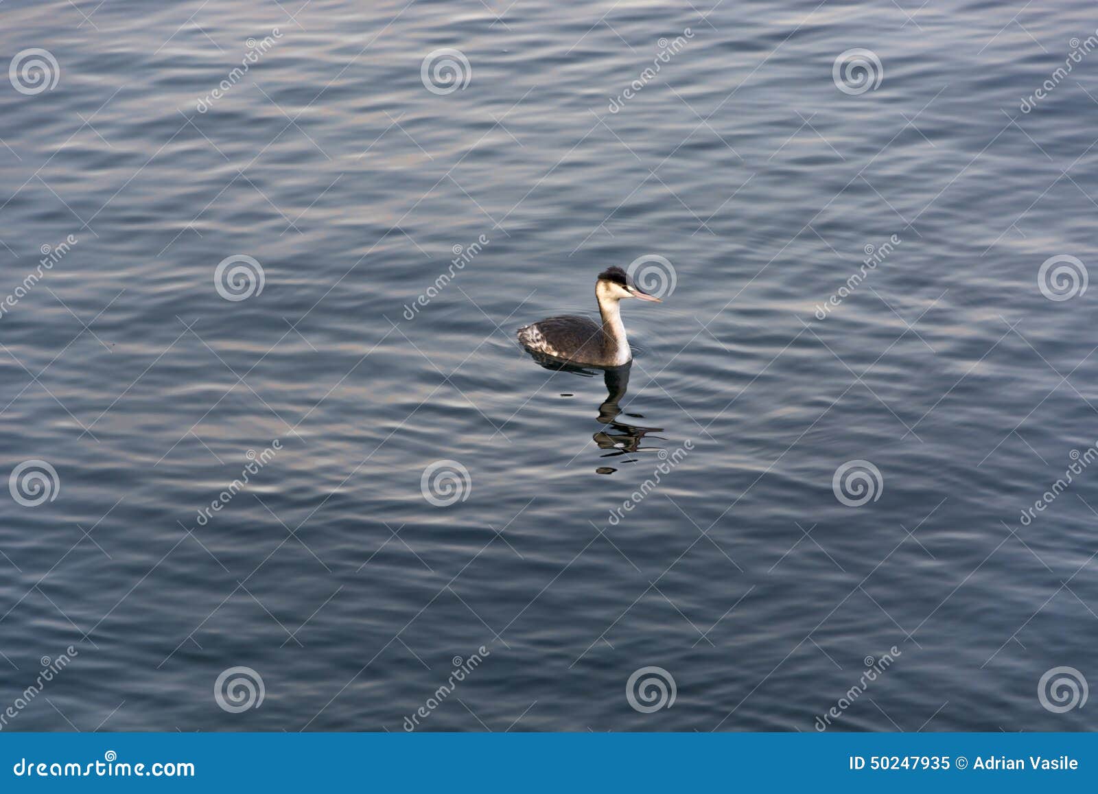Grebe Fresh Water Diving Bird. Outdoor Shot Using Natural Light Stock ...