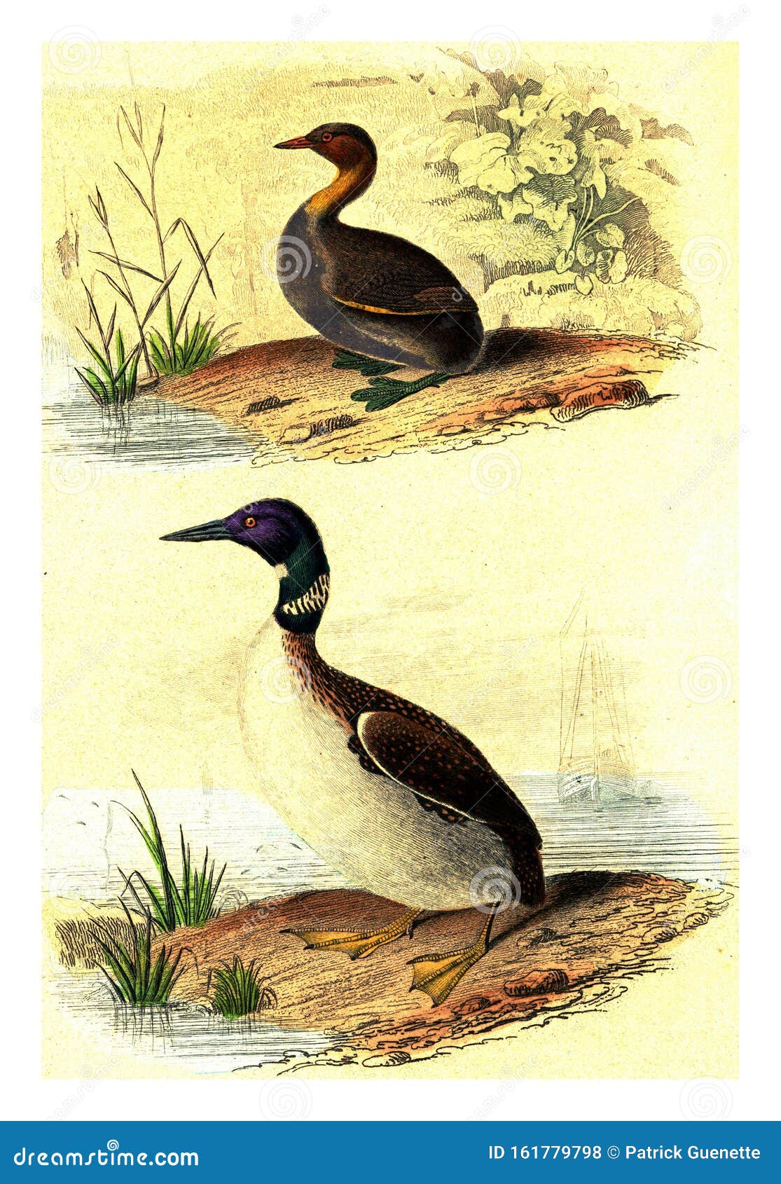 The Grebe, Great Diving, Vintage Engraving Stock Illustration ...