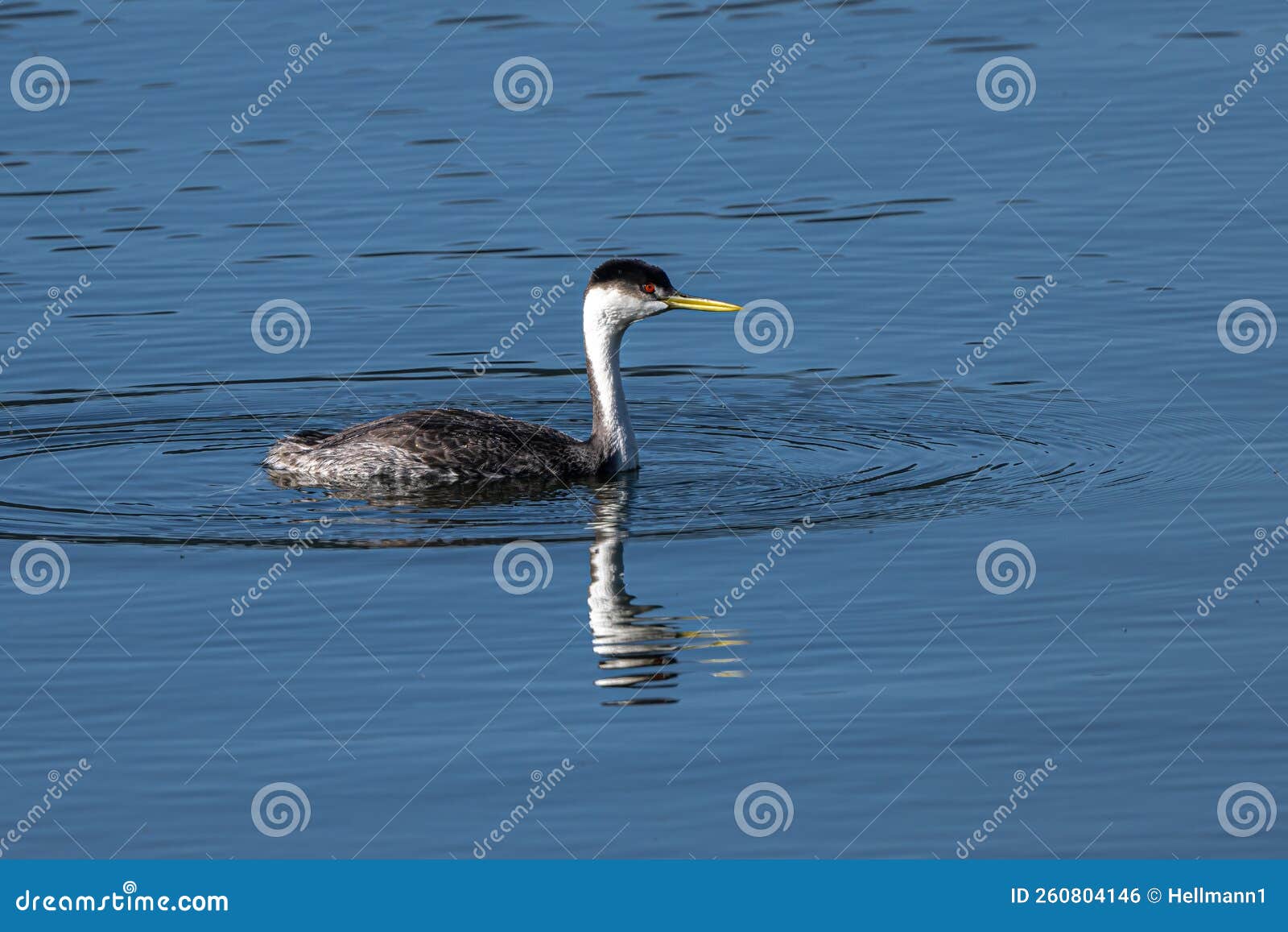 Grebe occidental foto de archivo. Imagen de lago, acoplamiento - 260804146