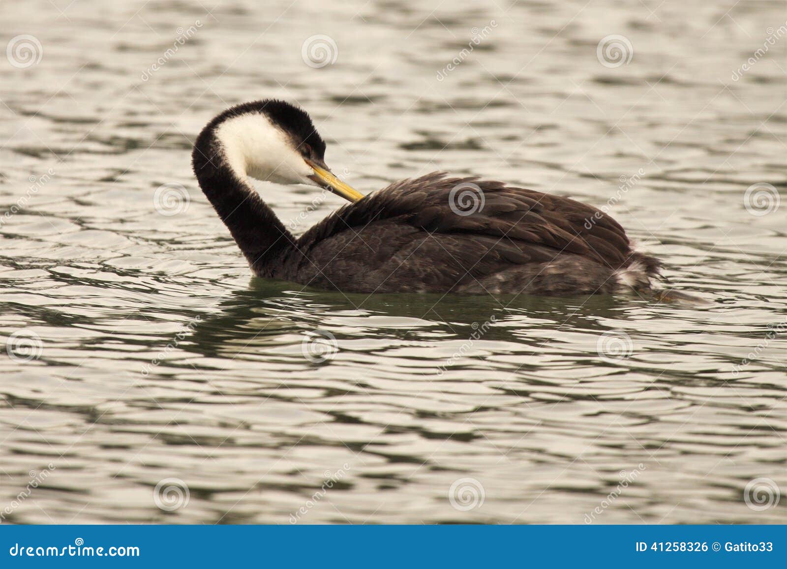 Grebe Preening Feathers stock photo. Image of occidentalis - 41258326