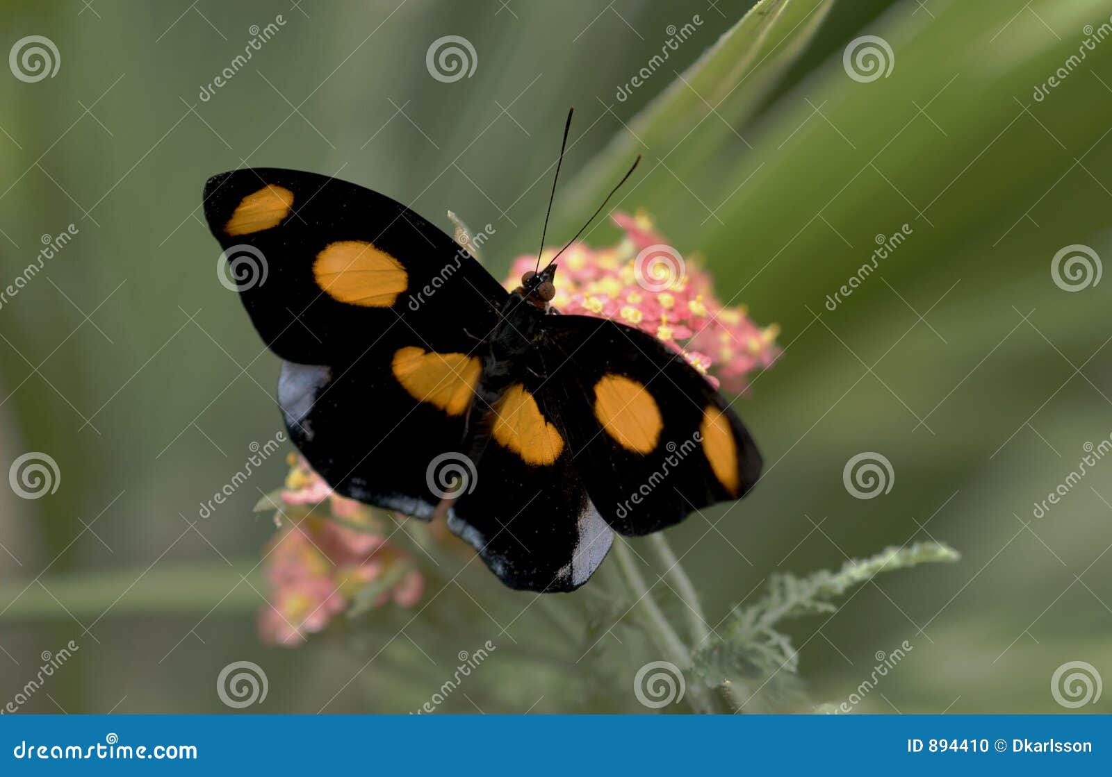 Grecian Shoemaker Butterfly Stock Photo - Image of fragile, flight: 894410