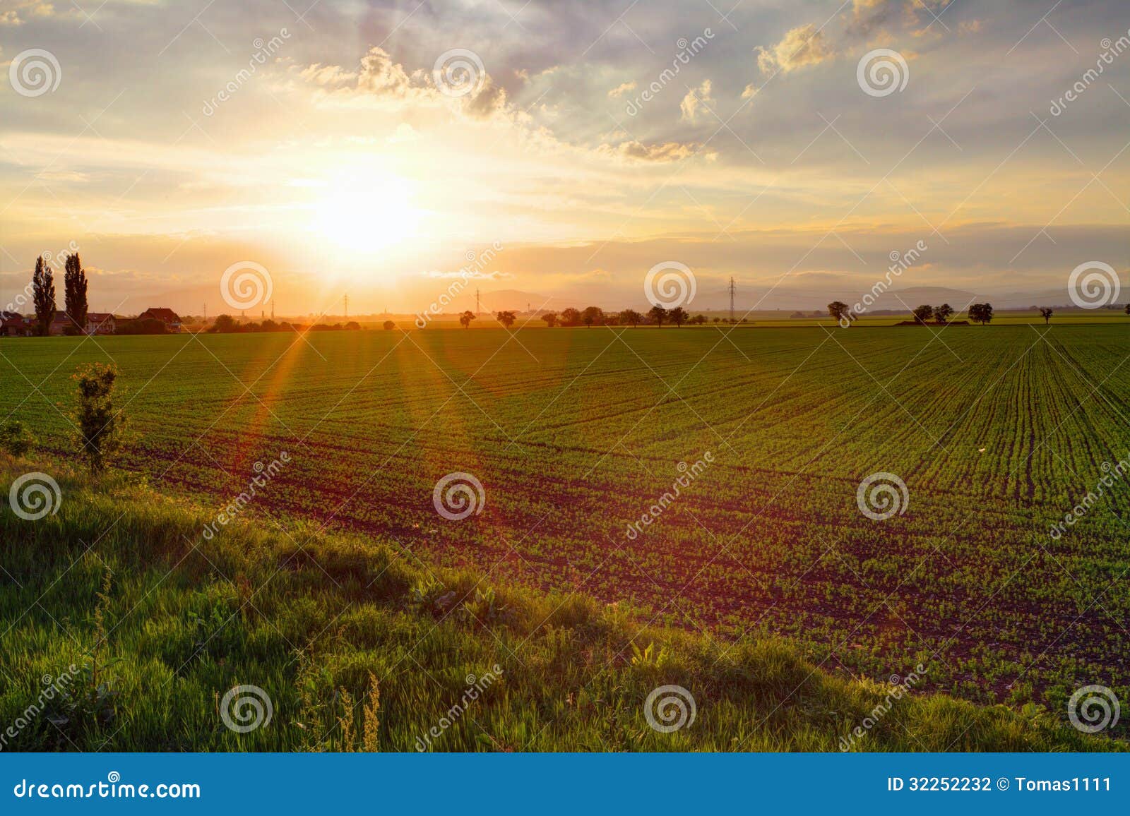 Gree Wheat Field Sun Stock Photos - Free & Royalty-Free Stock Photos ...