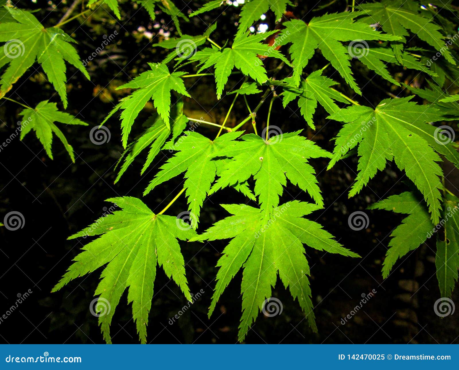 Gree maple stock image. Image of maple, tree, leaves - 142470025