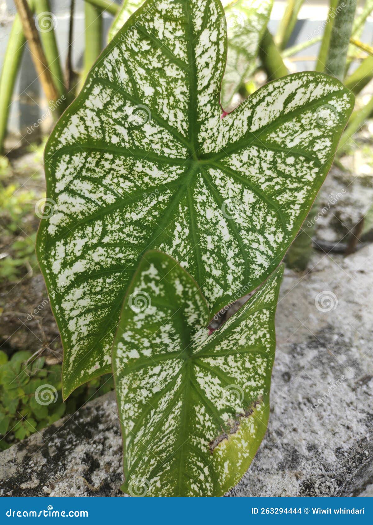 Green & white leaf stock photo. Image of plant, shrub - 263294444