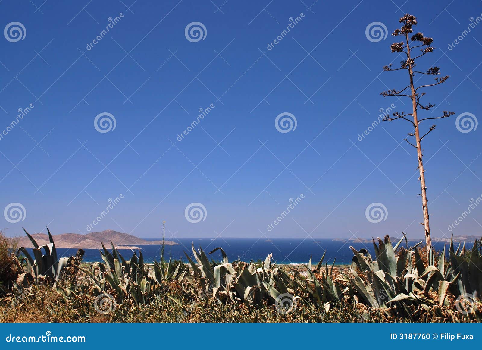 Greece and agave stock photo. Image of blossom, islands - 3187760