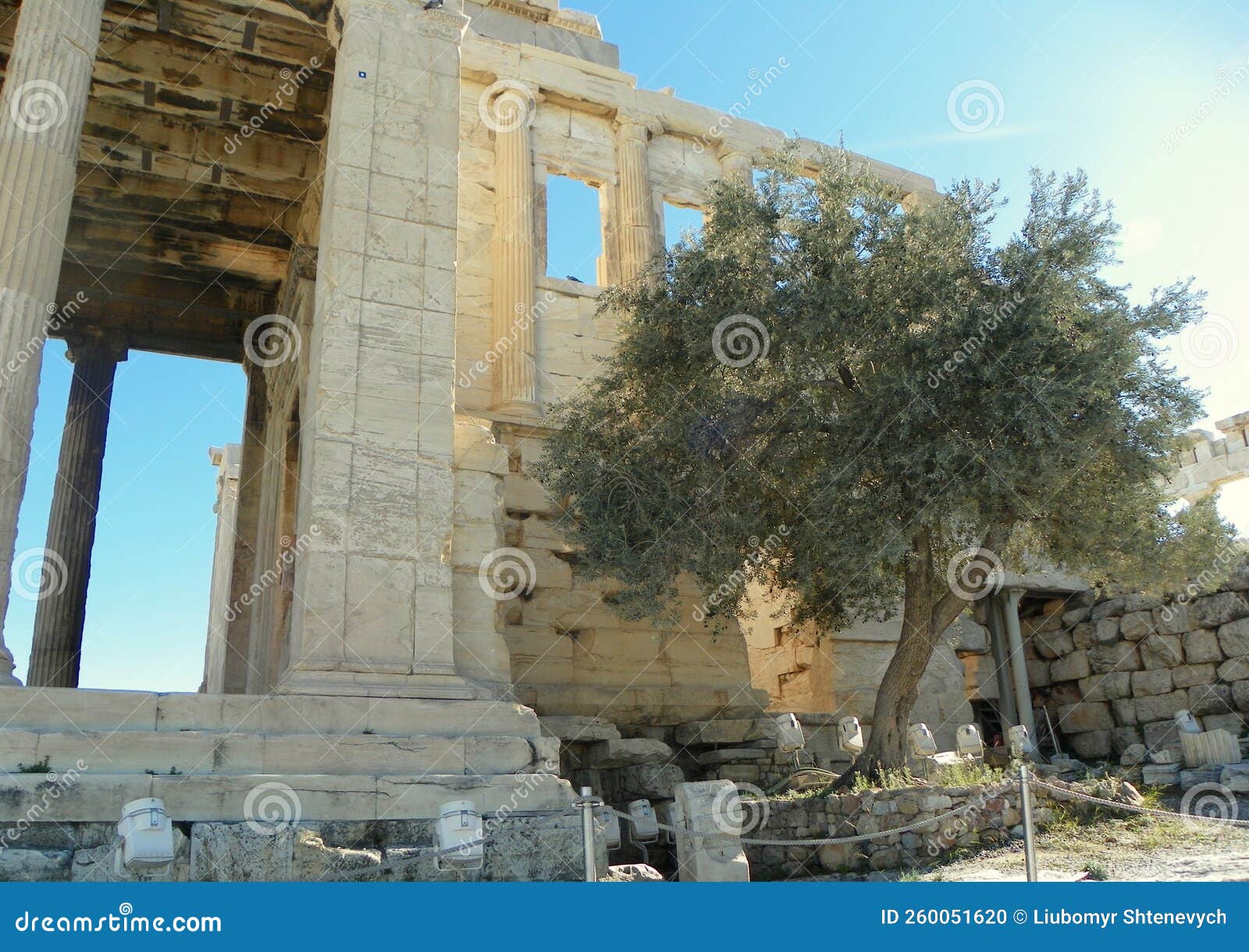 Greece, Athens, Acropolis, Olive Tree Near the Temple Erechtheion Stock ...