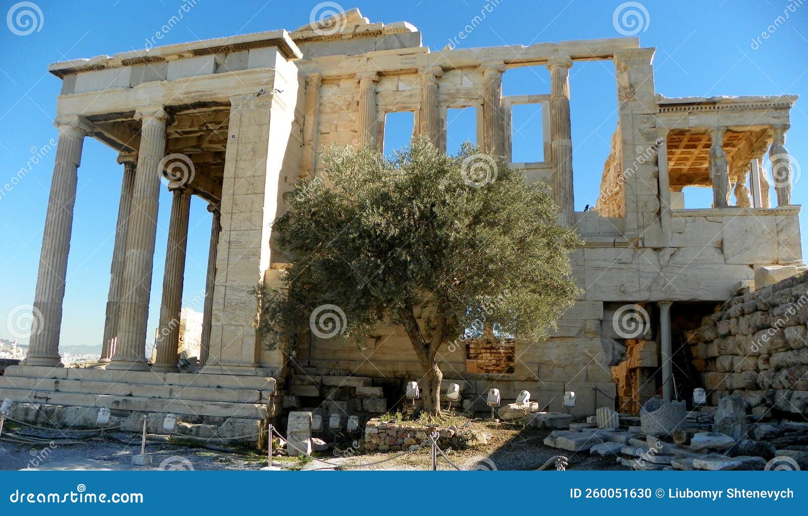 Greece, Athens, Acropolis, Olive Tree Near the Temple Erechtheion Stock ...