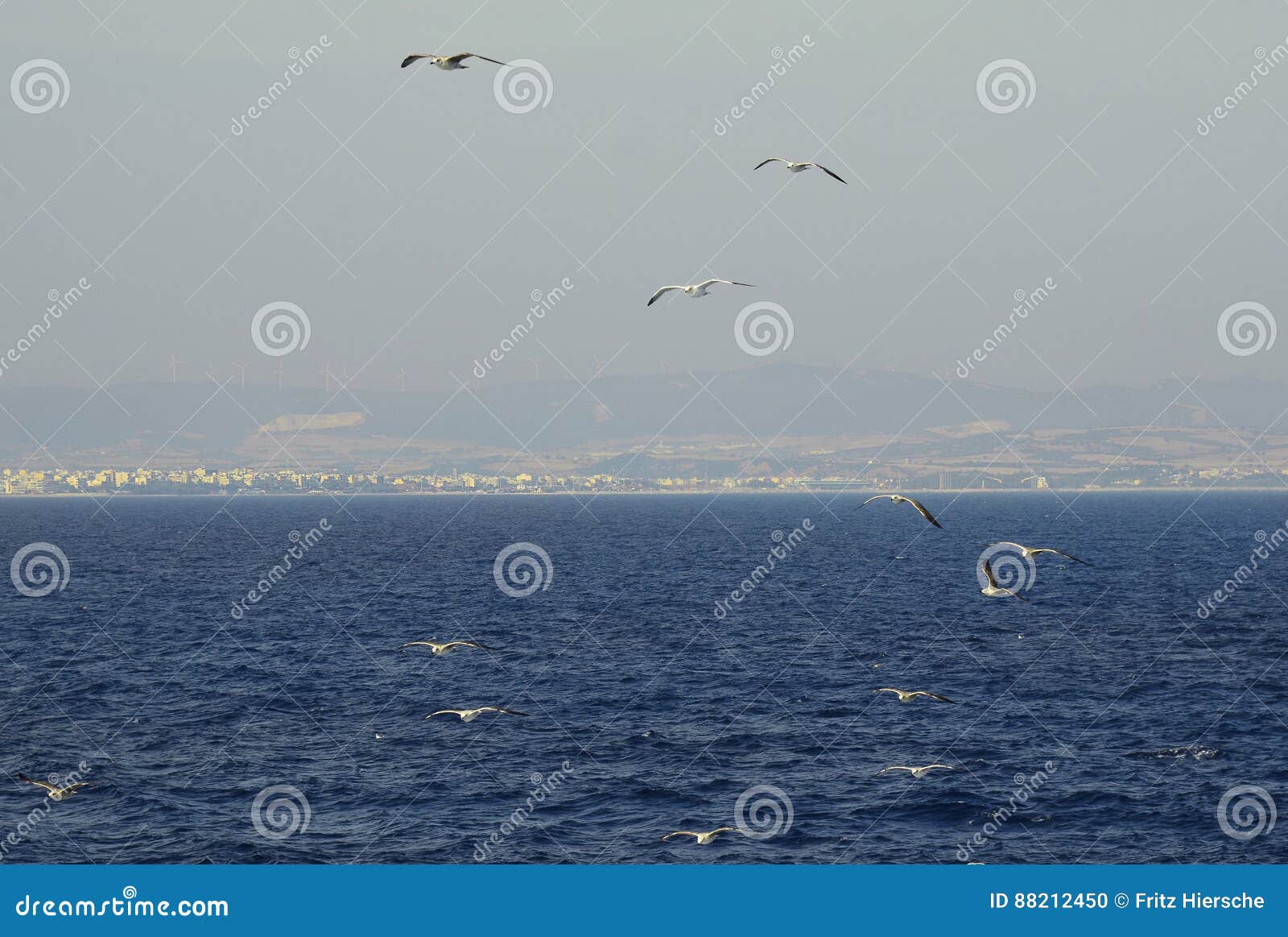 Greece, Birds stock photo. Image of greece, outside, eastmacedonia ...