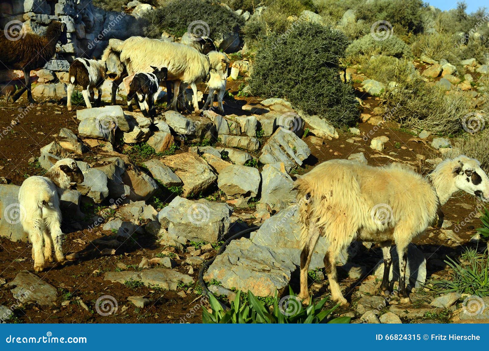 Greece, Crete stock image. Image of mammal, crete, nature - 66824315