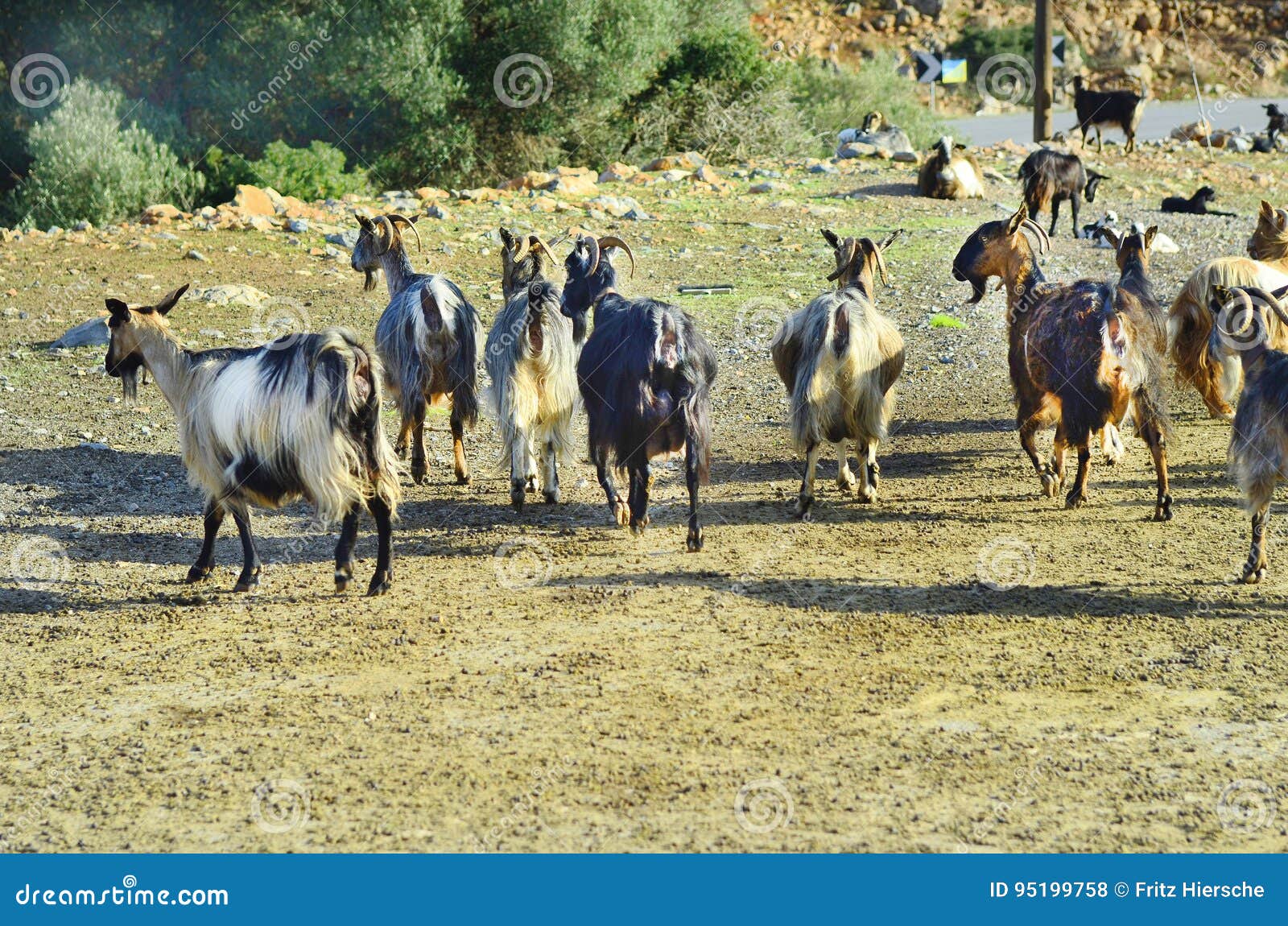 Greece, Crete, Goats stock photo. Image of goats, herd - 95199758