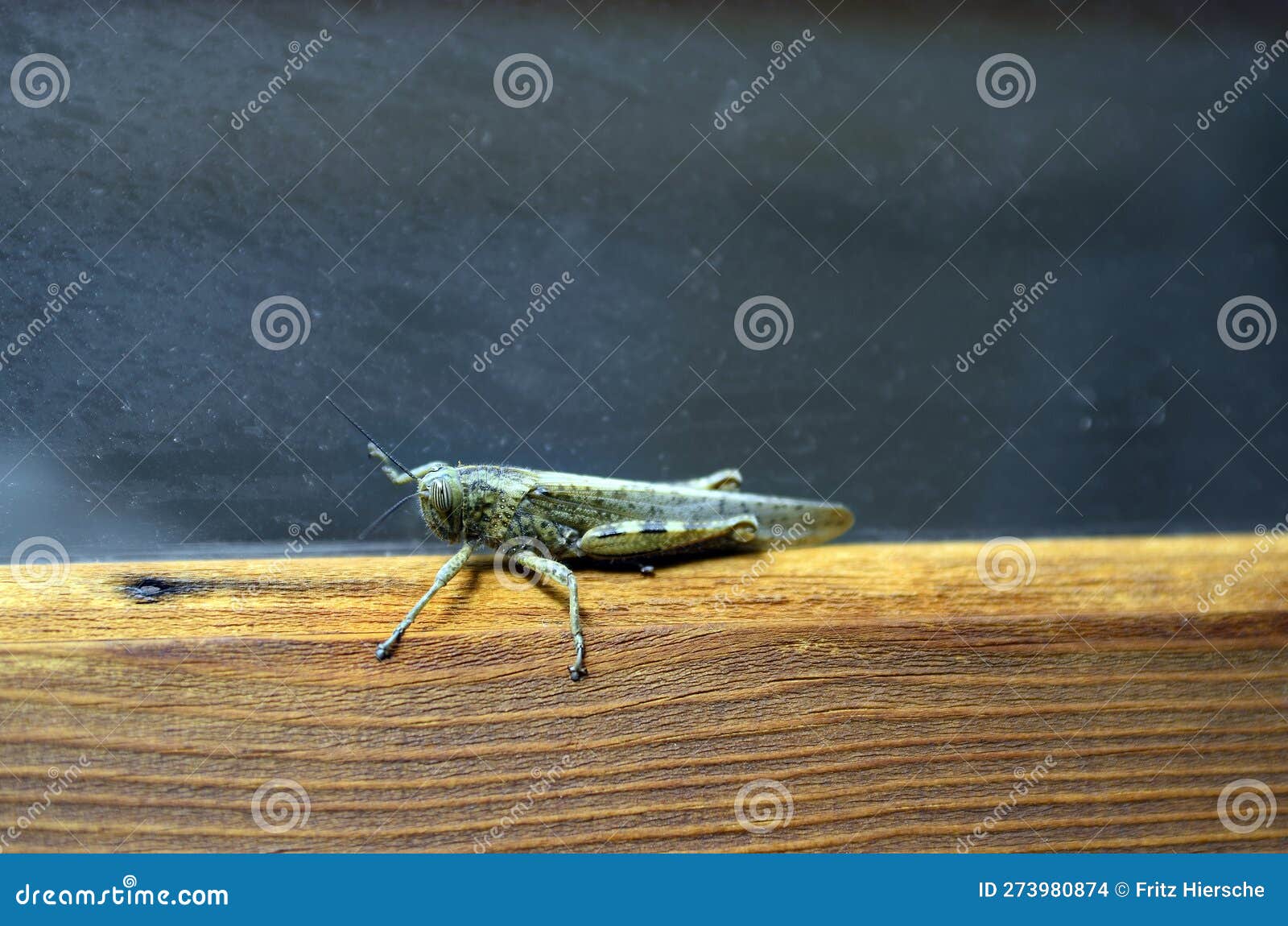 Greece, Crete, Grasshopper stock photo. Image of greece - 273980874
