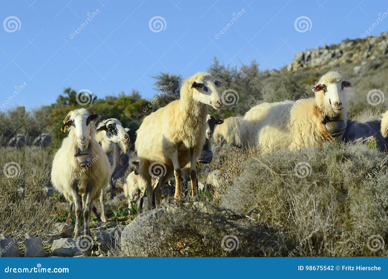 Greece, Crete, Livestock stock photo. Image of crete - 98675542