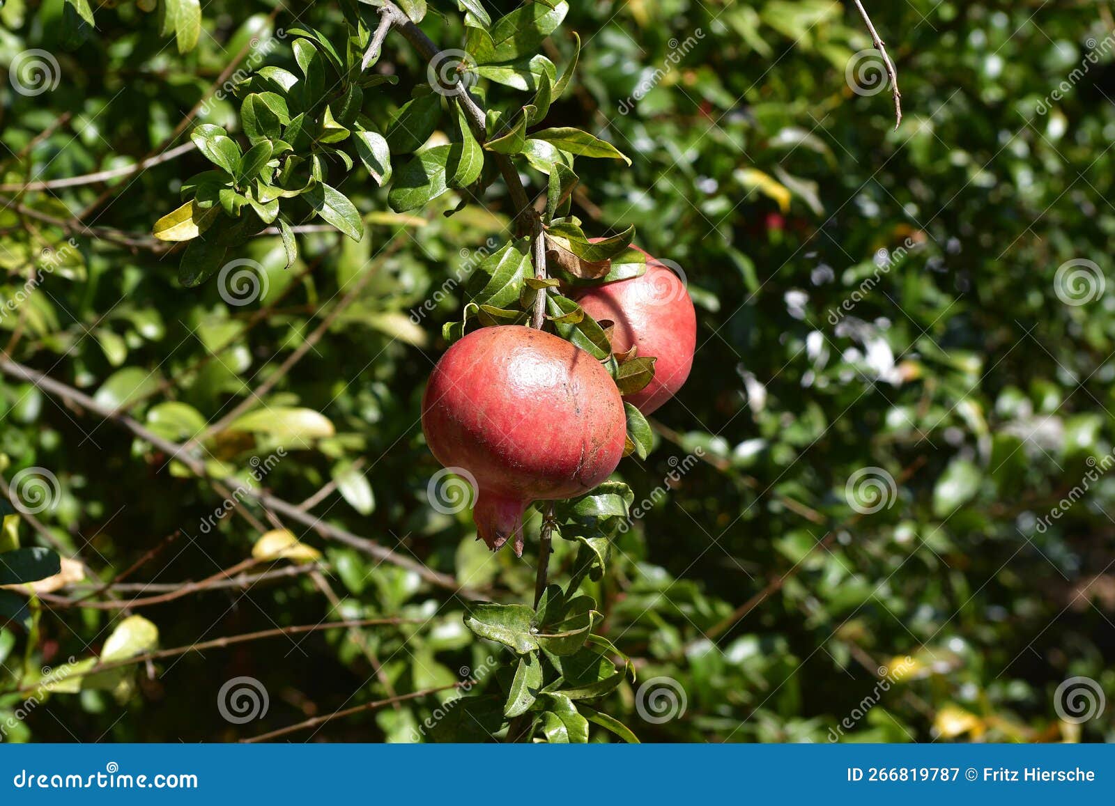 Greece, Crete, Pomegranate stock image. Image of crete - 266819787