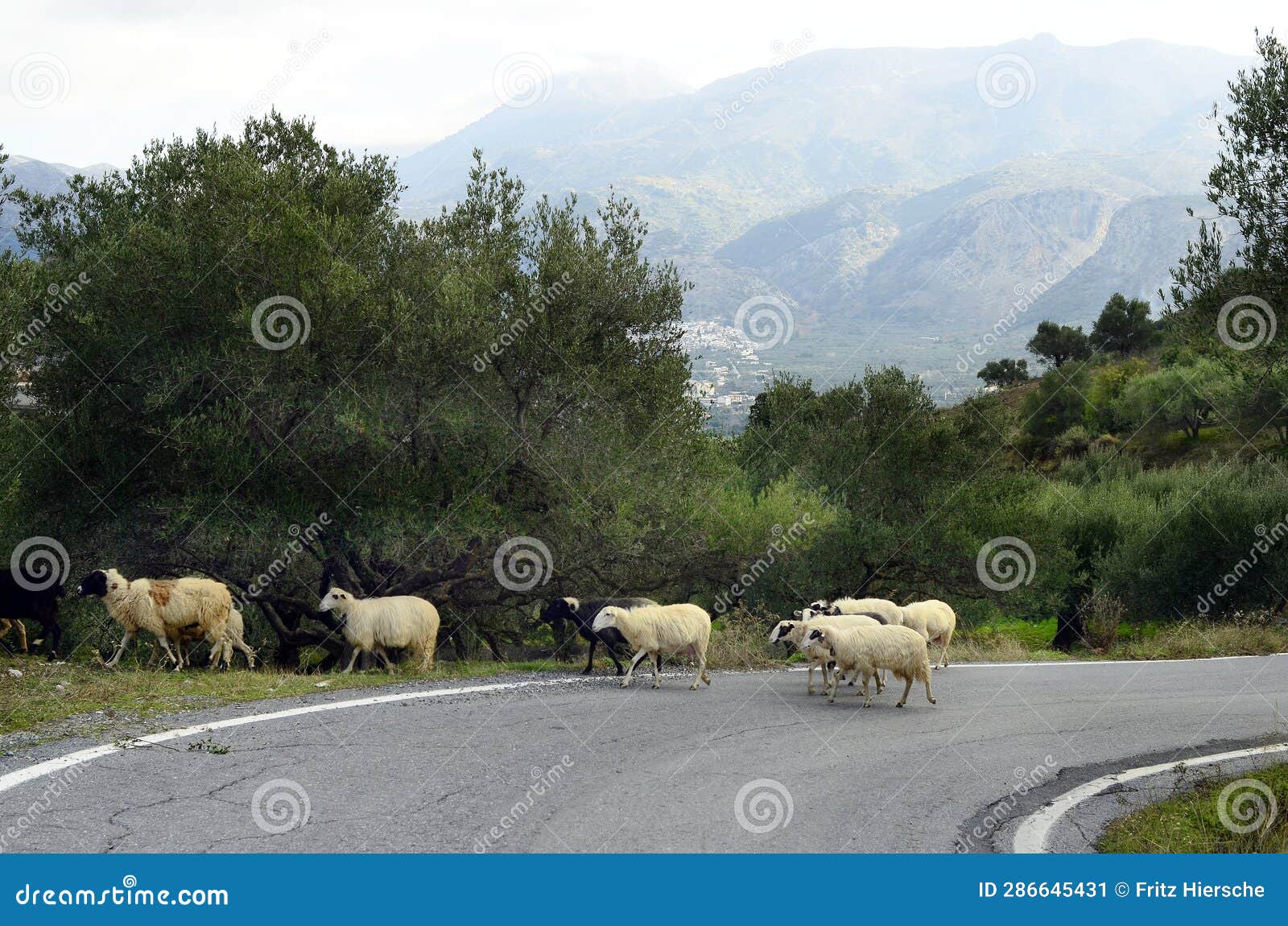 Greece, Crete, Sheep Farming Stock Image - Image of nature, street ...