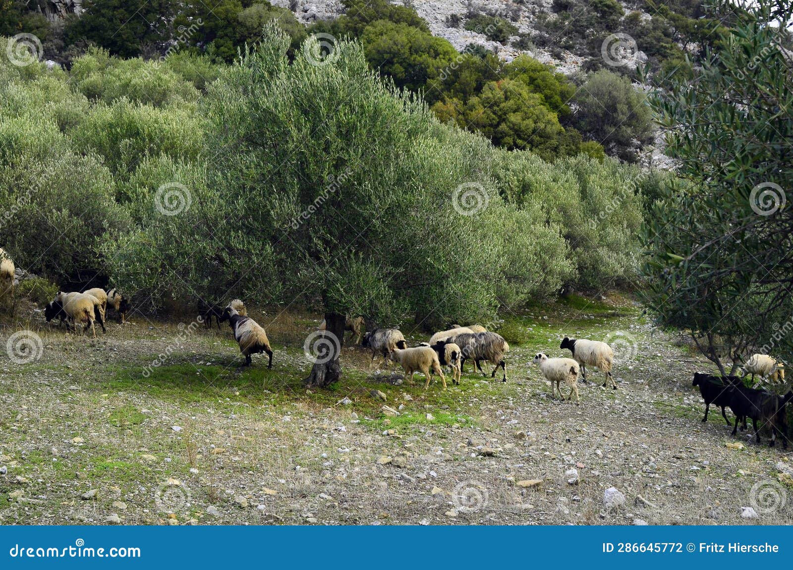 Greece, Crete, Sheep Farming Stock Photo - Image of area, sheep: 286645772