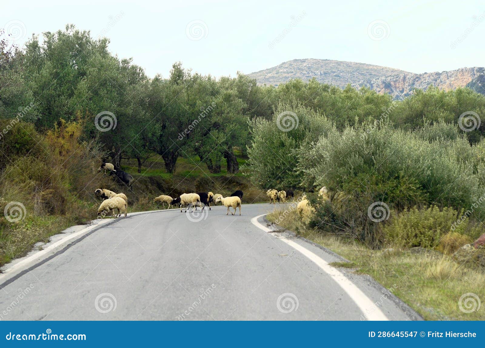 Greece, Crete, Sheep Farming Stock Image - Image of road, flock: 286645547
