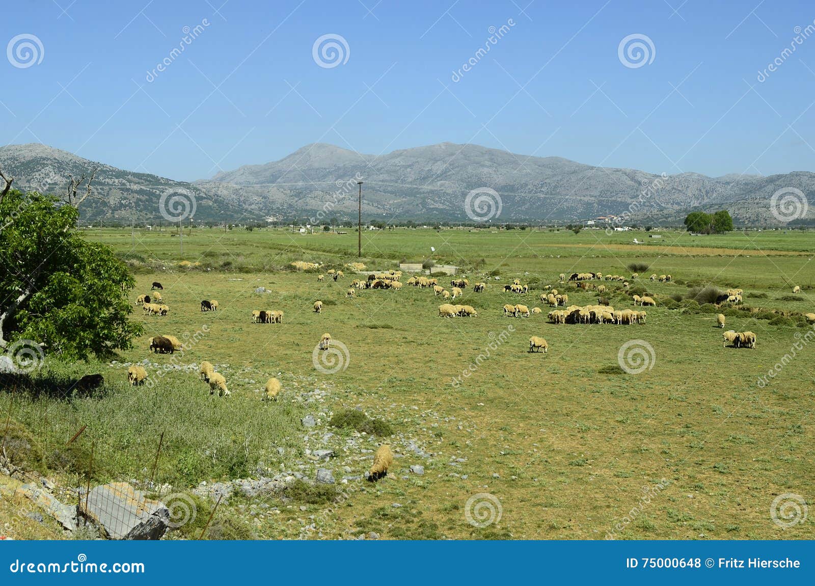 Greece, Crete, sheeps stock photo. Image of scenic, sheep - 75000648
