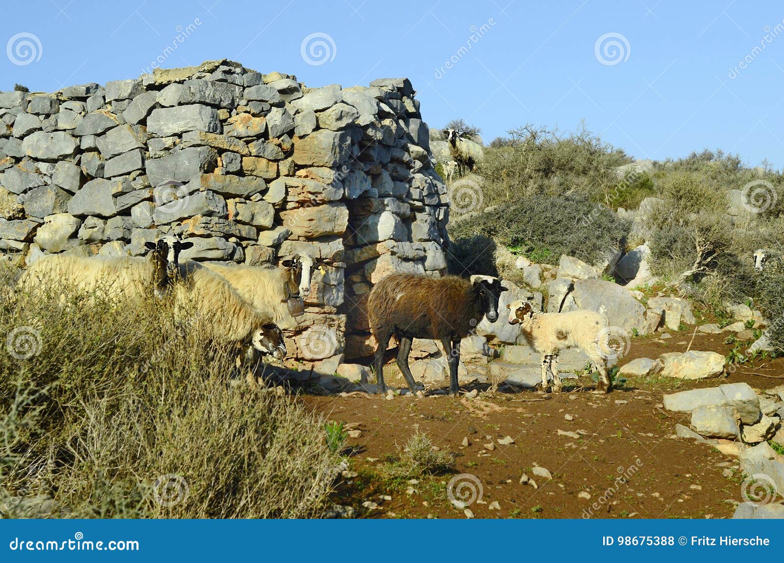 Greece, Crete, Sheeps stock photo. Image of europe, horizontal - 98675388