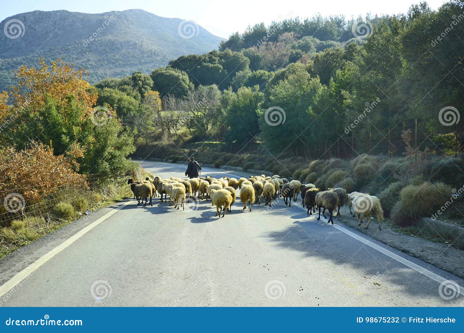 Greece, Crete, Sheeps editorial photography. Image of sheeps - 98675232