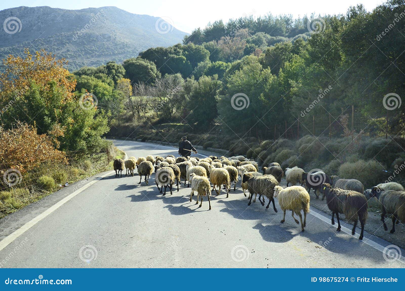 Greece, Crete, Sheeps editorial stock image. Image of animal - 98675274