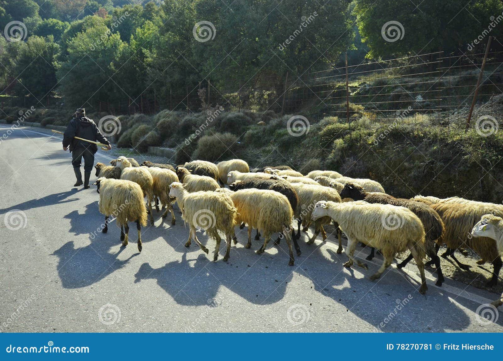 Greece, Crete editorial photo. Image of sheep, farm, europe - 78270781