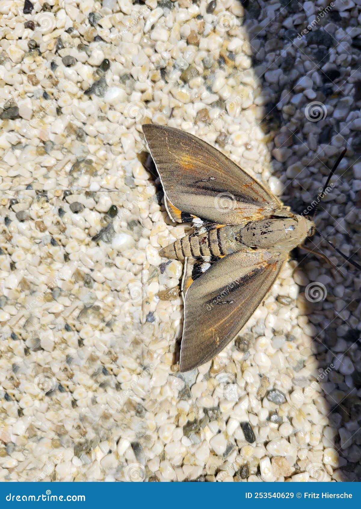 Greece, Butterfly, Palm Moth Stock Image - Image of cyclades, butterfly ...