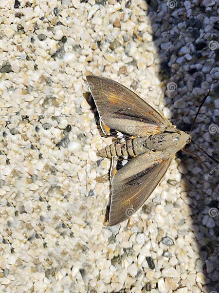 Greece, Butterfly, Palm Moth Stock Image - Image of cyclades, butterfly ...