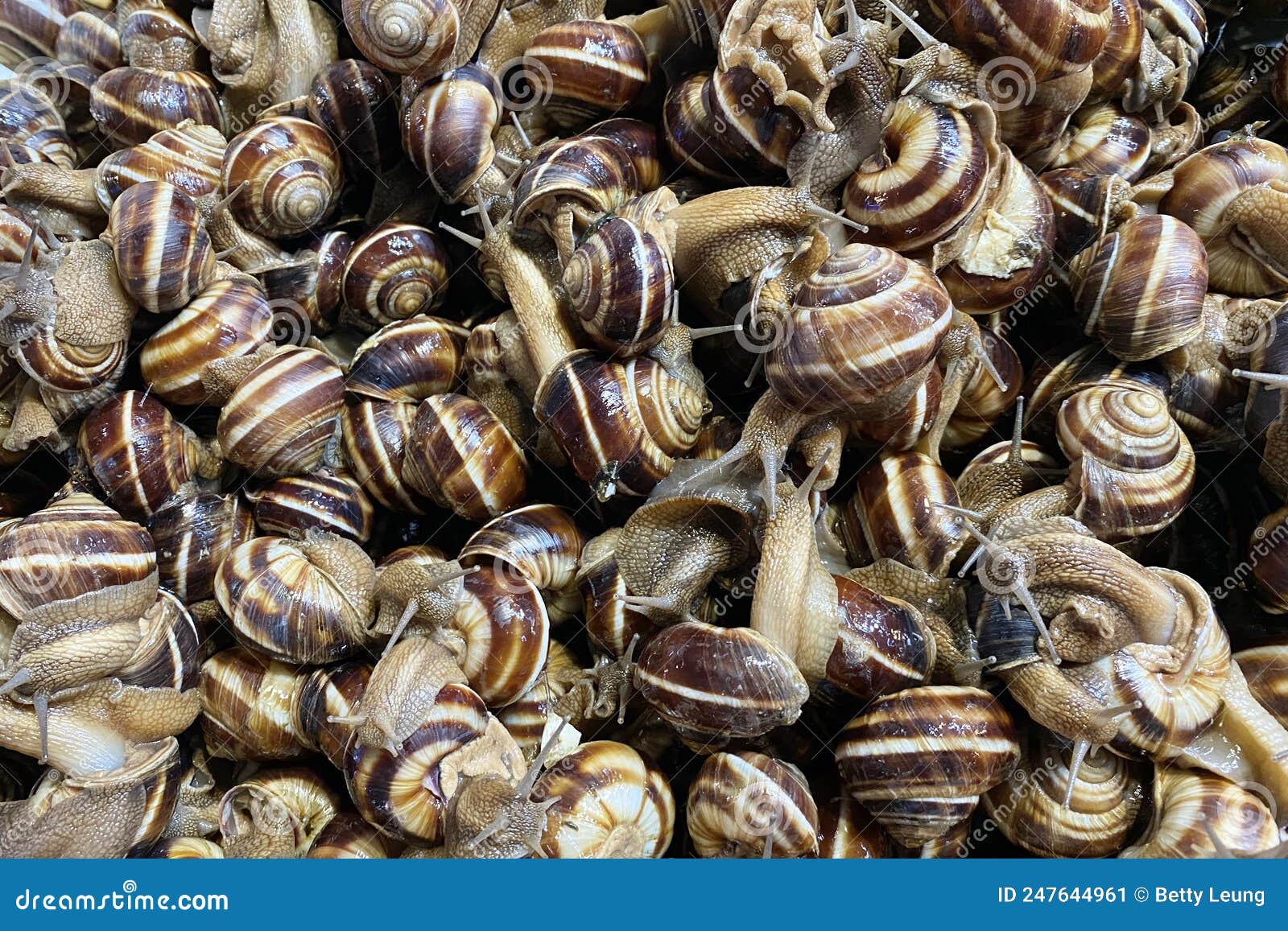 Fresh and Live Snails Ready for Sale in Greece Stock Image - Image of ...