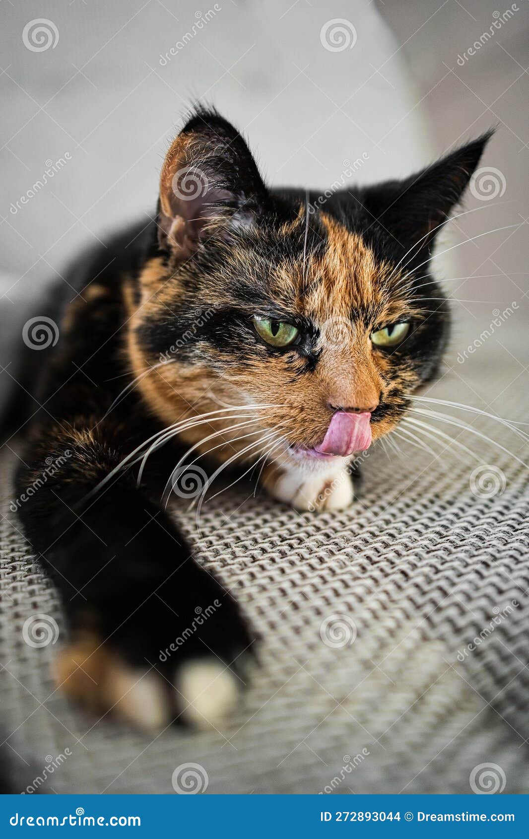 A Greedy Cat is Waiting for Something Good Stock Photo - Image of ...