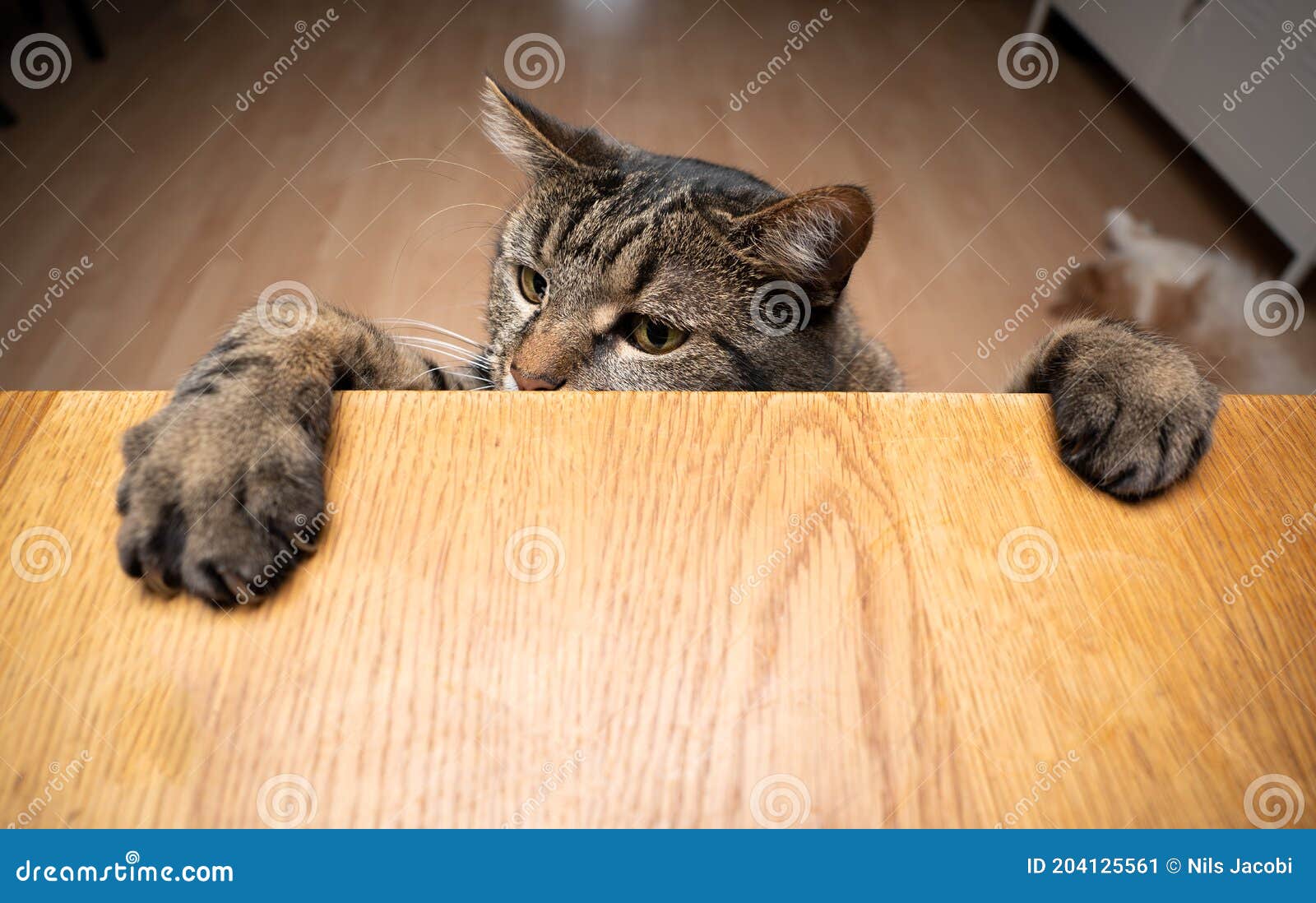 Greedy Curious Cat Rearing Up Leaning on Wodden Table with Paws Stock ...