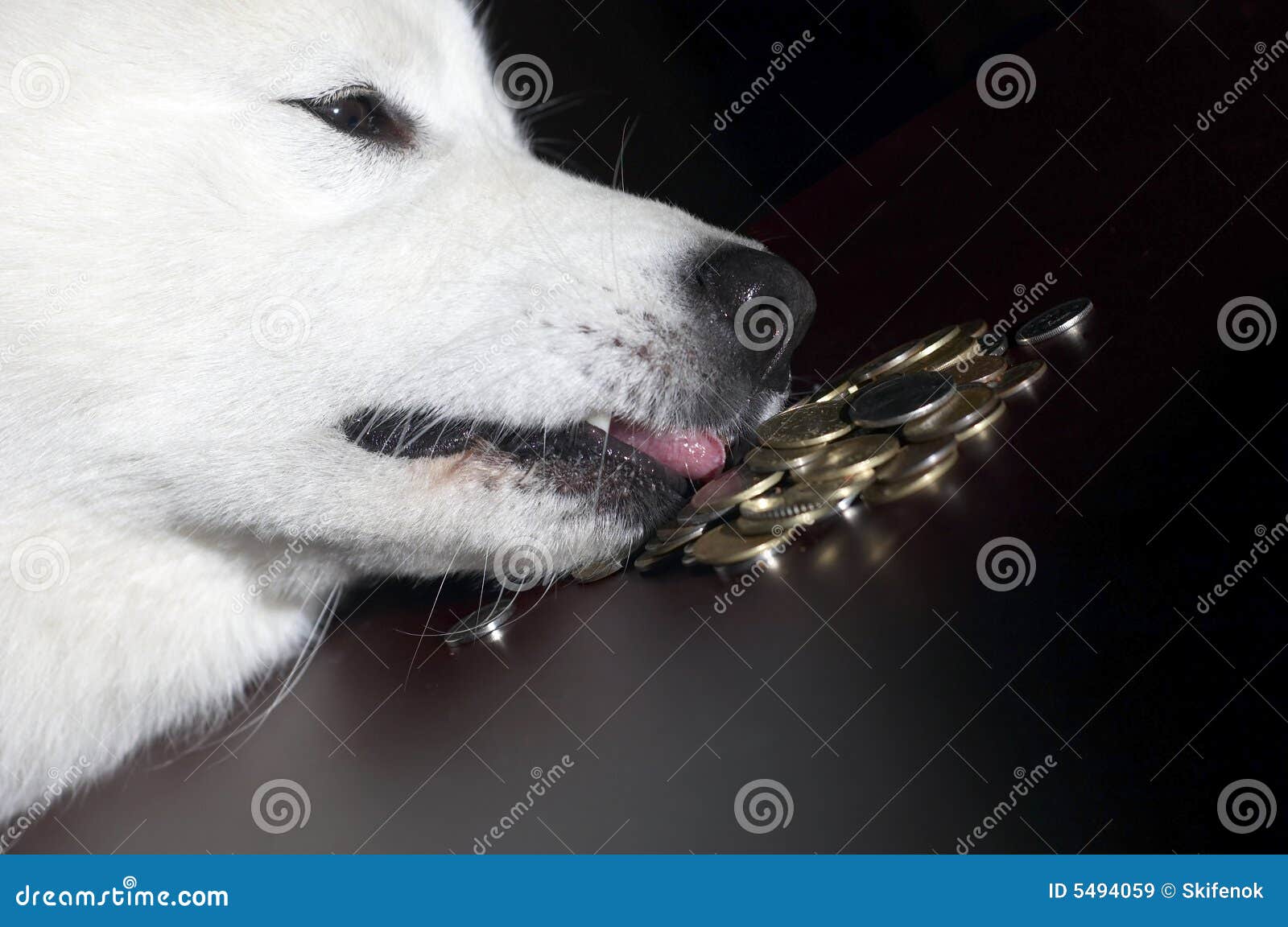 Greedy dog stock image. Image of animal, financial, greed - 5494059