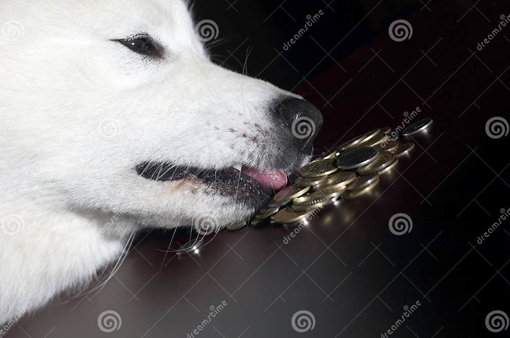 Greedy dog stock image. Image of animal, financial, greed - 5494059
