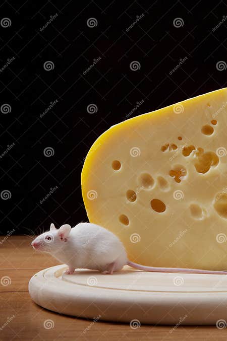 Greedy mouse and cheese stock photo. Image of dairy, food - 14764646