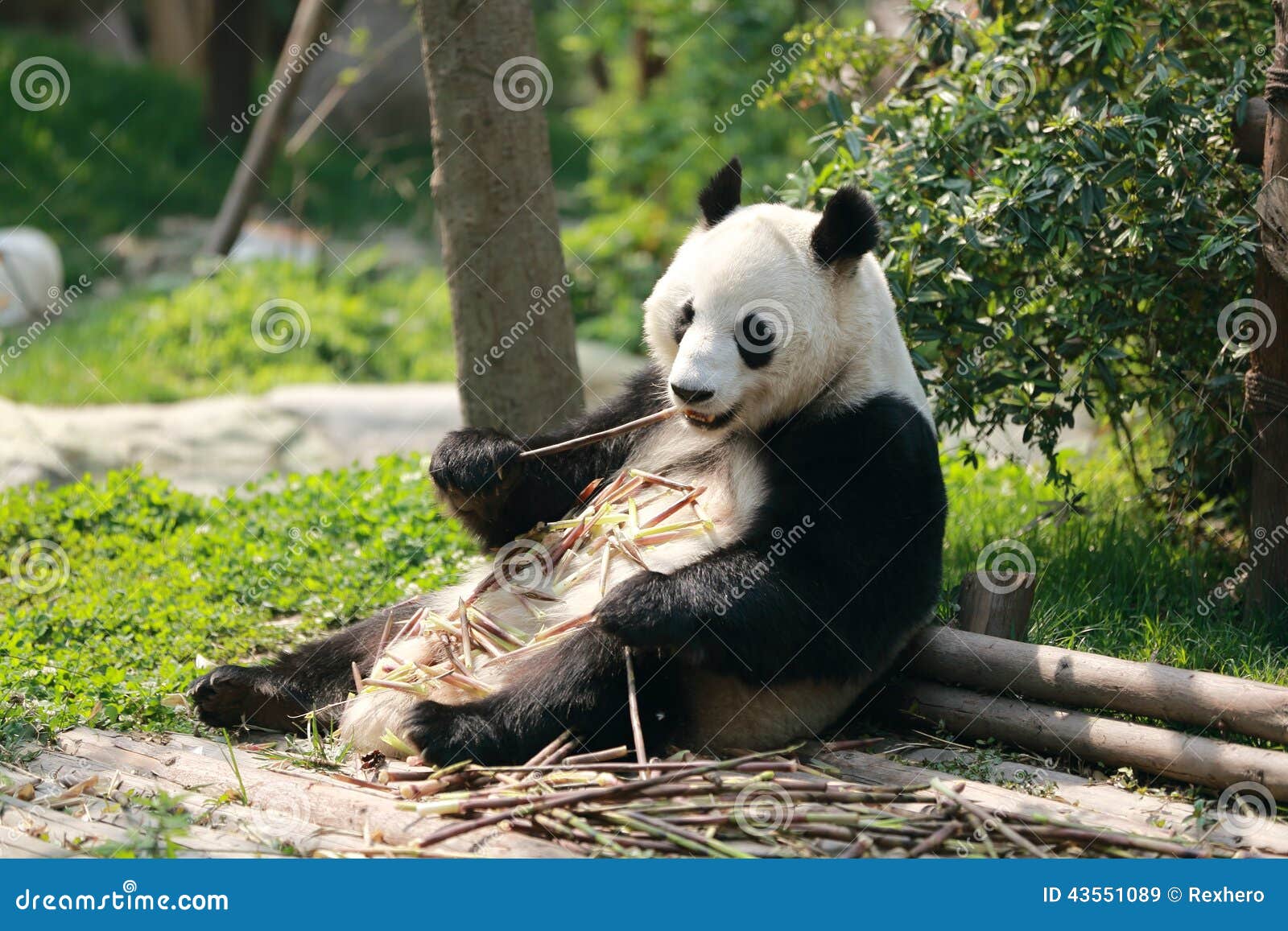 Greedy panda stock image. Image of cats, animals, asia - 43551089