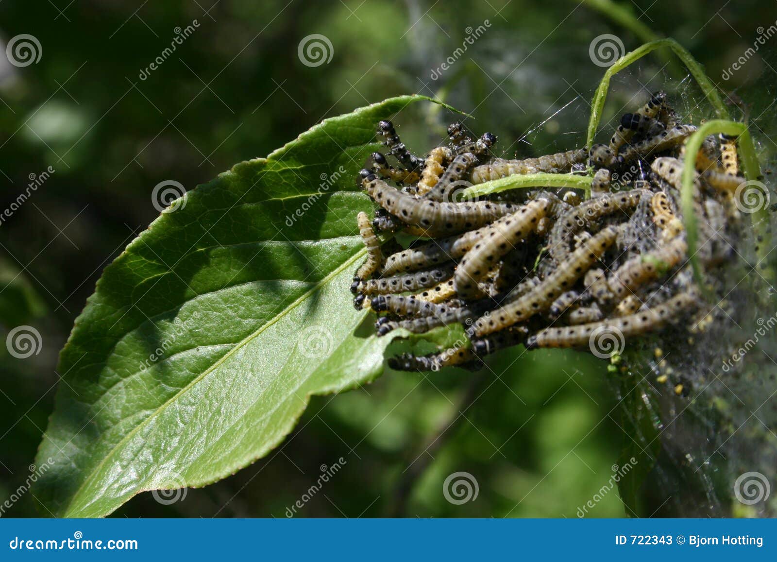 Greedy worms stock image. Image of leaf, hungry, worm, macro - 722343