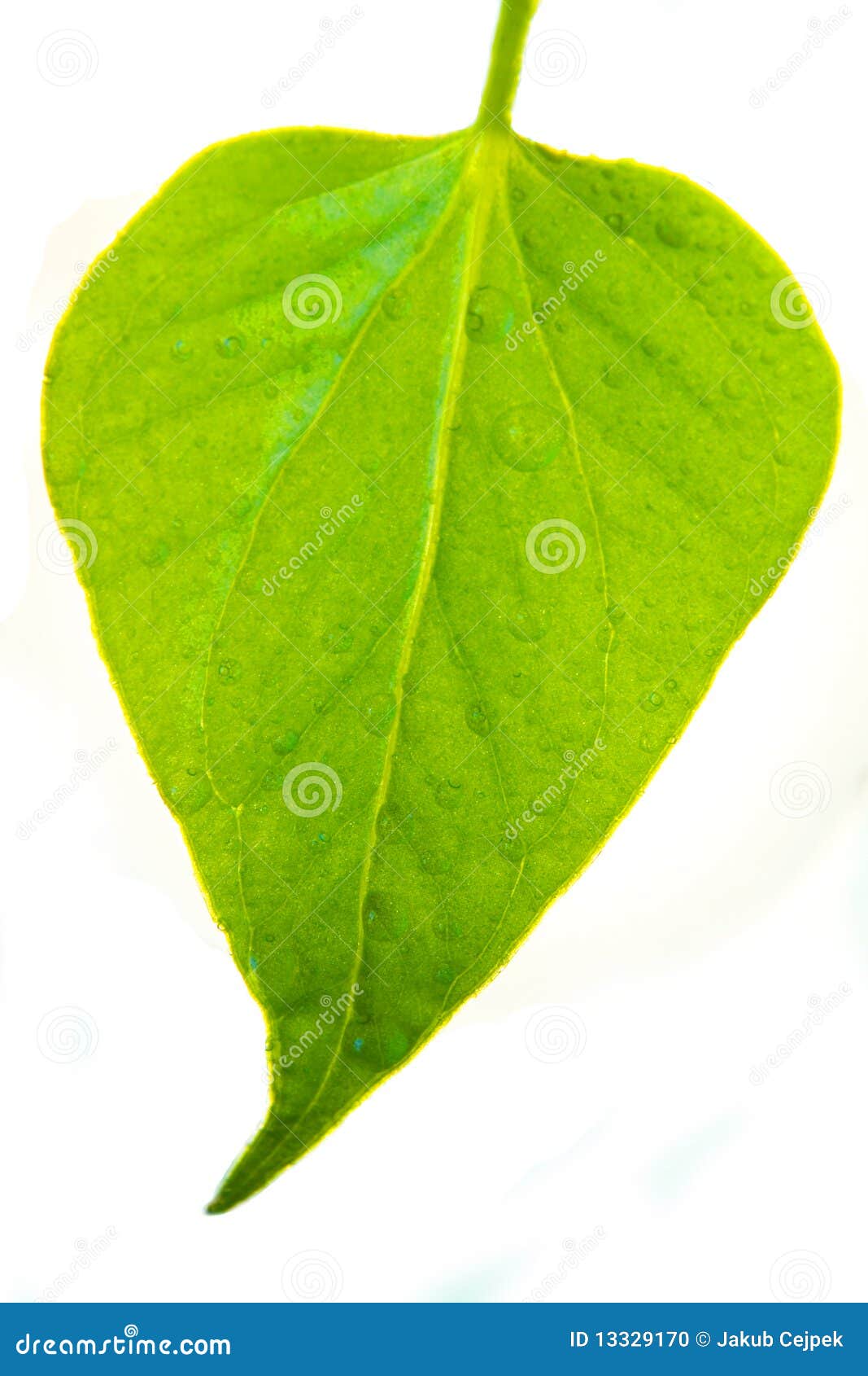 Greeen leaf isolated stock photo. Image of shape, green - 13329170