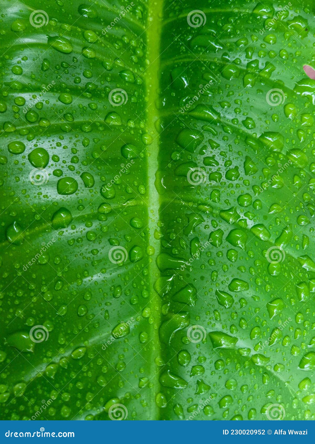 Greeen Leaf with Waterdrops Stock Photo - Image of full, leaves: 230020952
