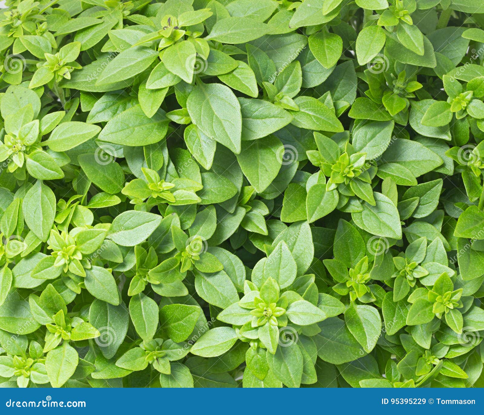 Greek Basil stock image. Image of growing, leaves, colour - 95395229