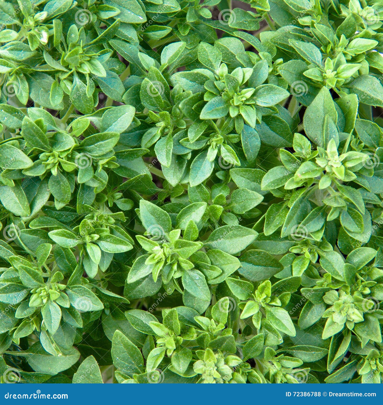 Greek basil stock photo. Image of veggie, basil, ingredient - 72386788