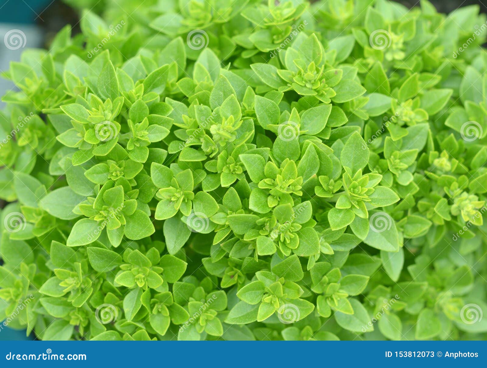 Greek Basil stock image. Image of culinary, plant, agriculture - 153812073
