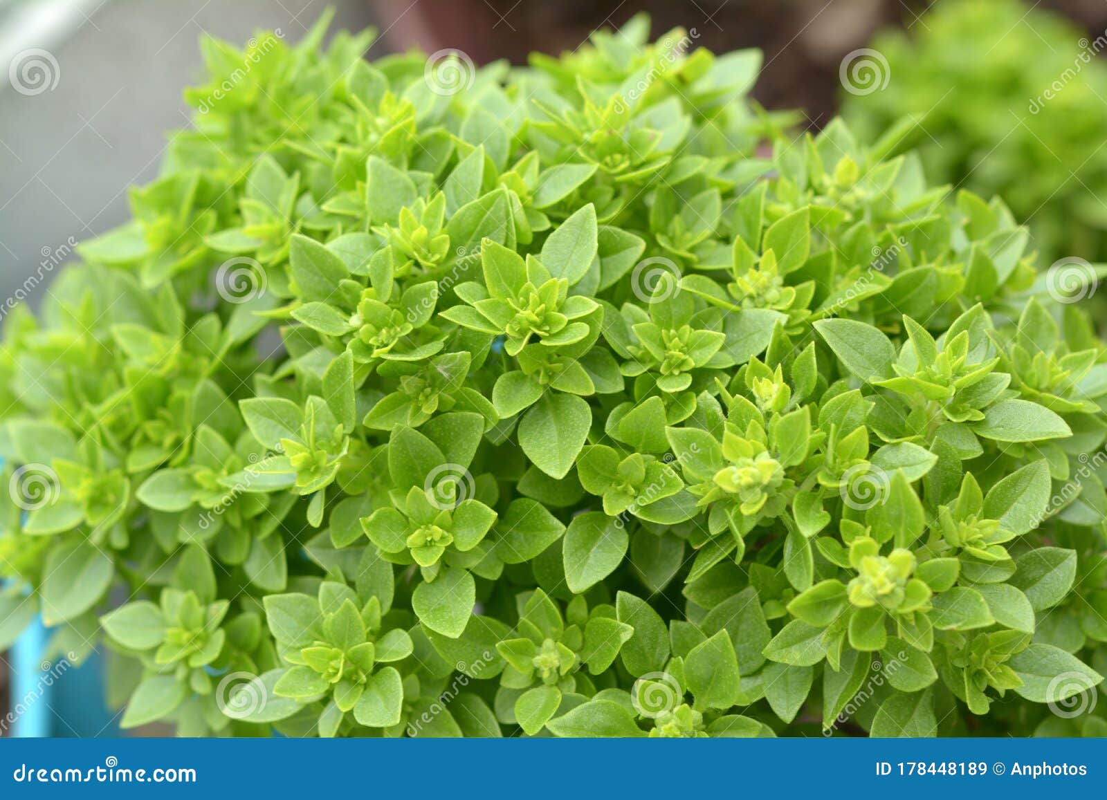 Greek Basil stock image. Image of food, seasoning, leaf - 178448189