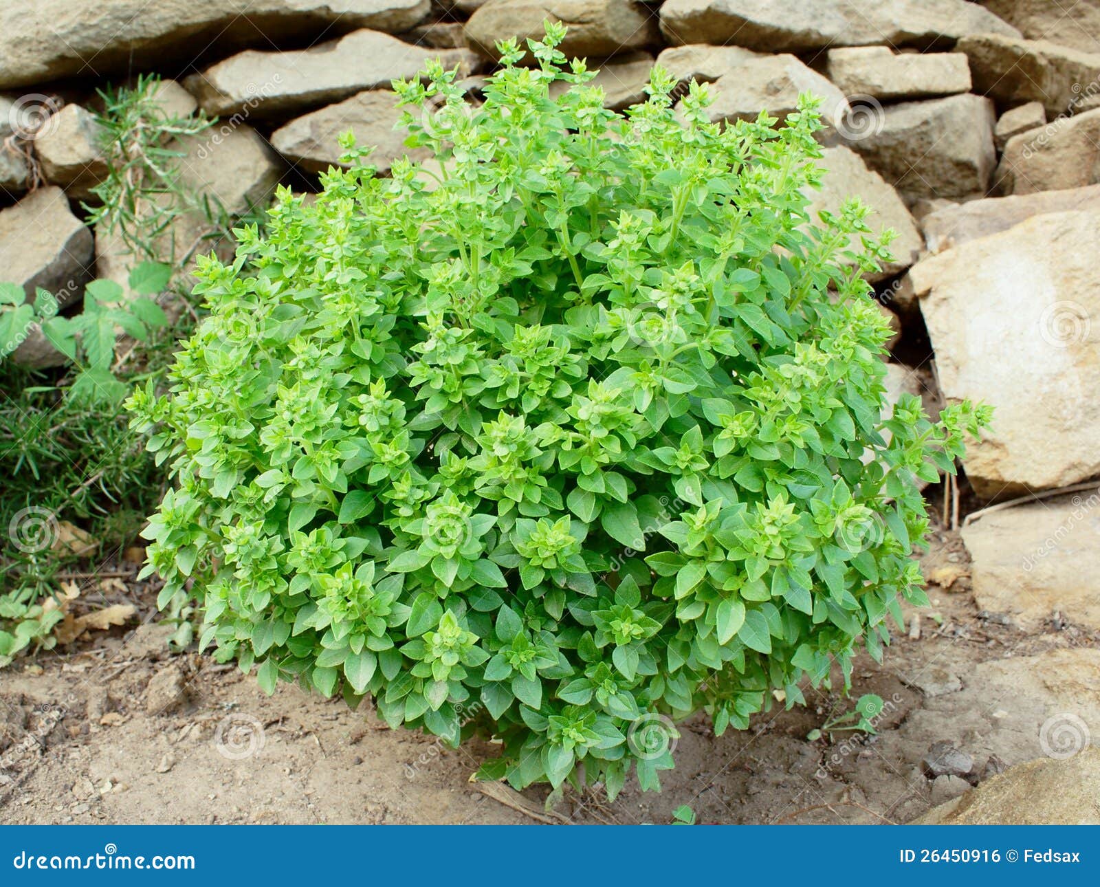 Greek Bush Basil stock photo. Image of pesto, basil, green - 26450916