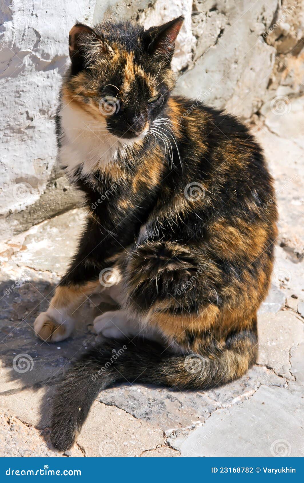 Greek Calico Cat At Wall Near Sea Royalty-Free Stock Photography ...