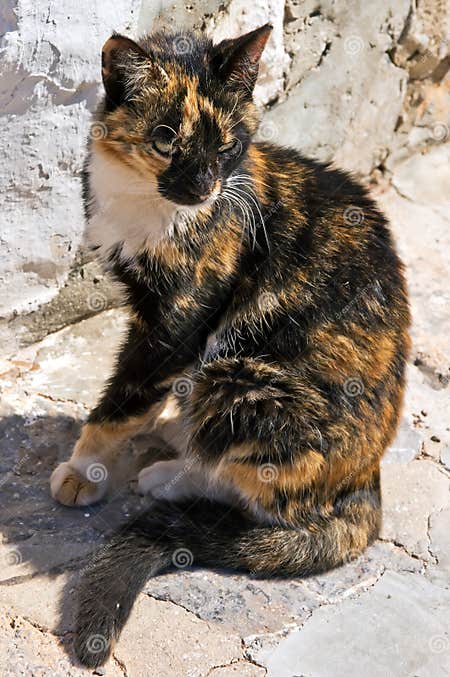 Greek calico cat stock photo. Image of idle, animal, stone - 23168782