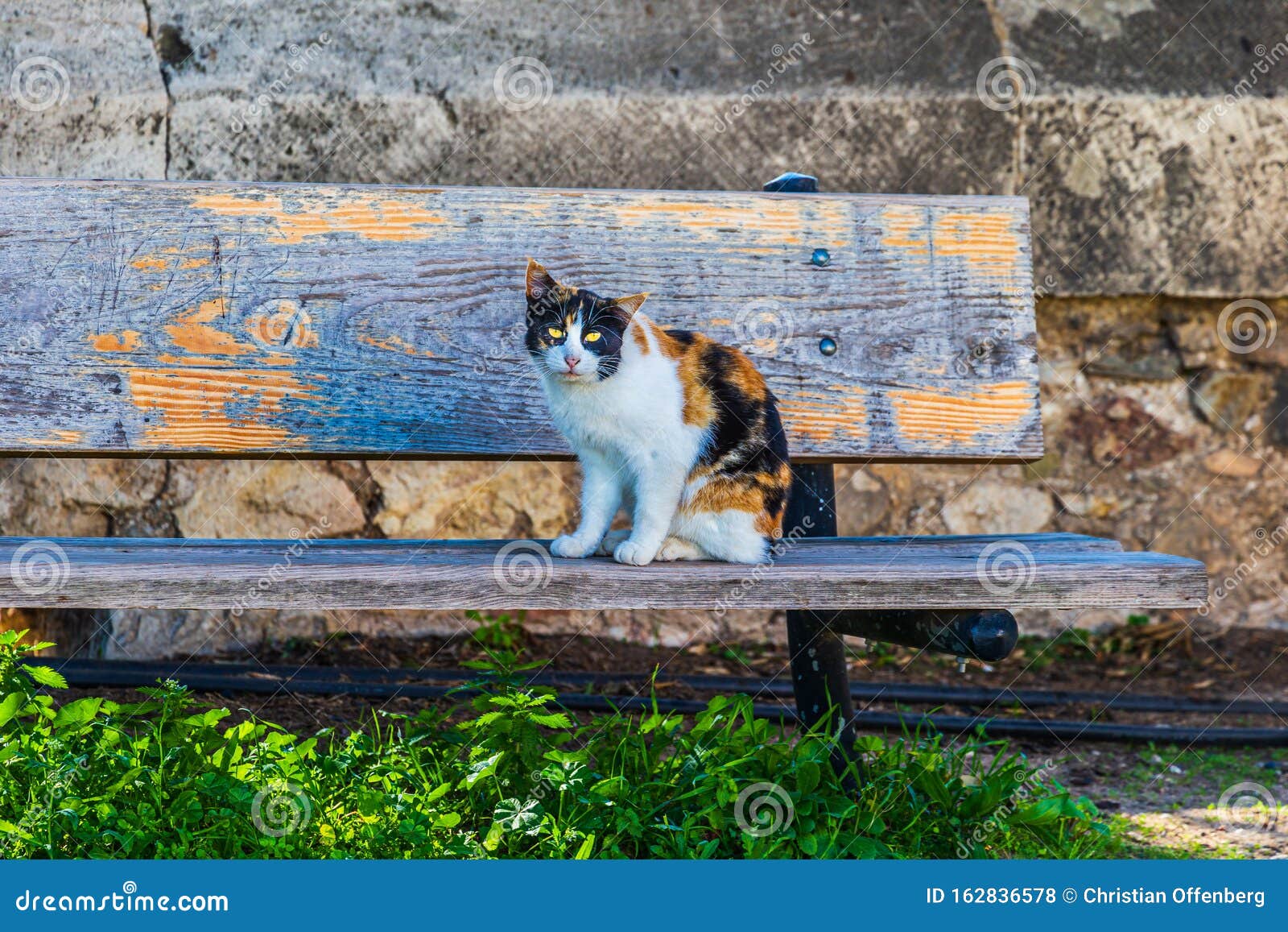 Greek Calico Cat At Wall Near Sea Royalty-Free Stock Photography ...