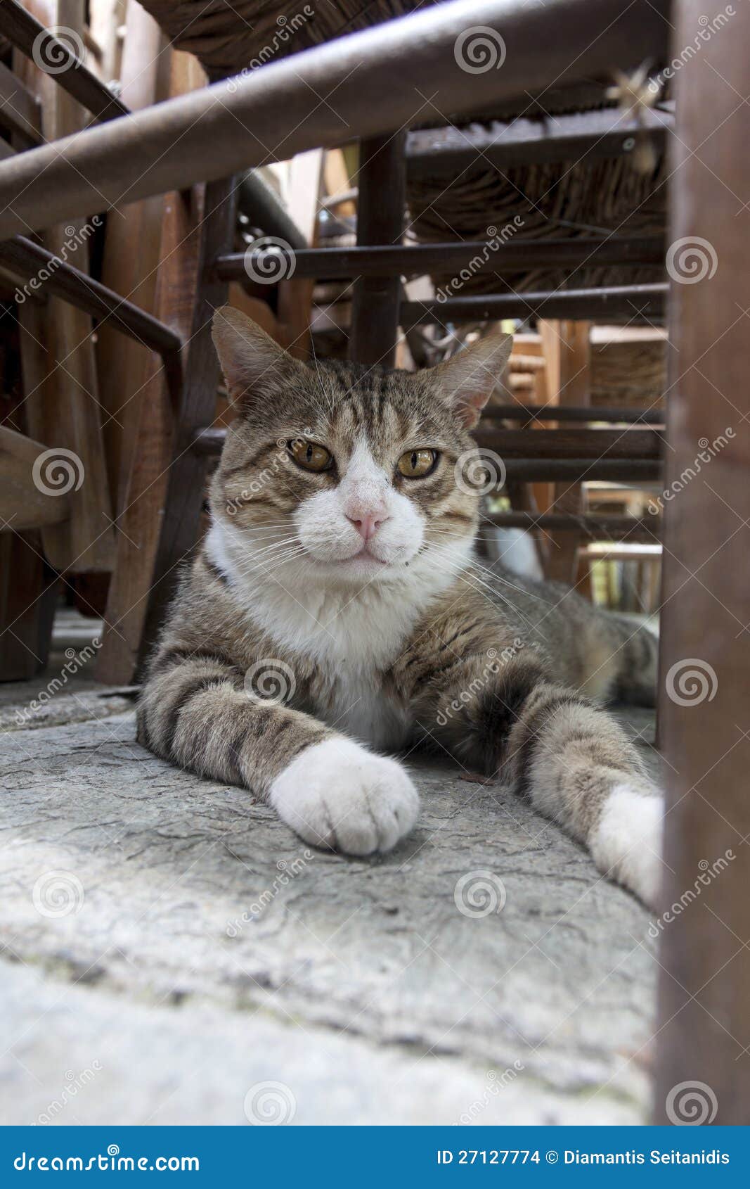 Greek cat stock photo. Image of nature, pretty, nose - 27127774