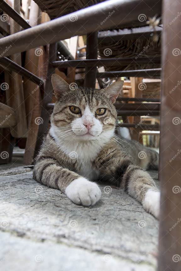 Greek cat stock photo. Image of nature, pretty, nose - 27127774